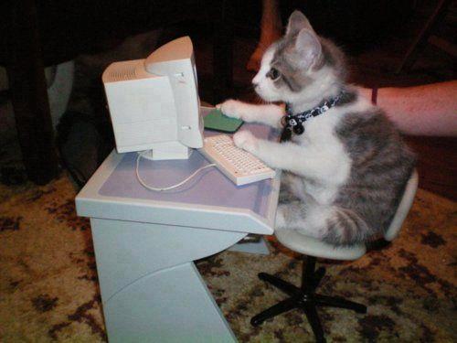 computer-cat